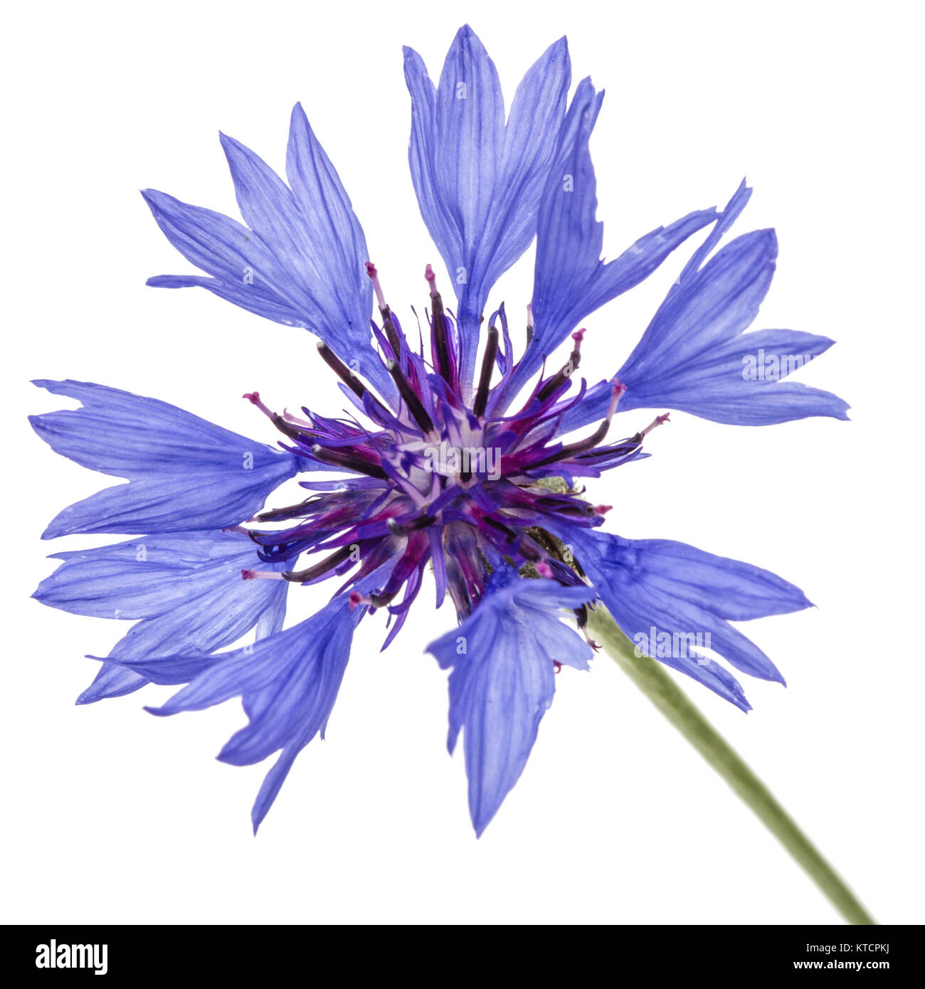 Garden centaurea cyanus Cut Out Stock Images & Pictures - Alamy