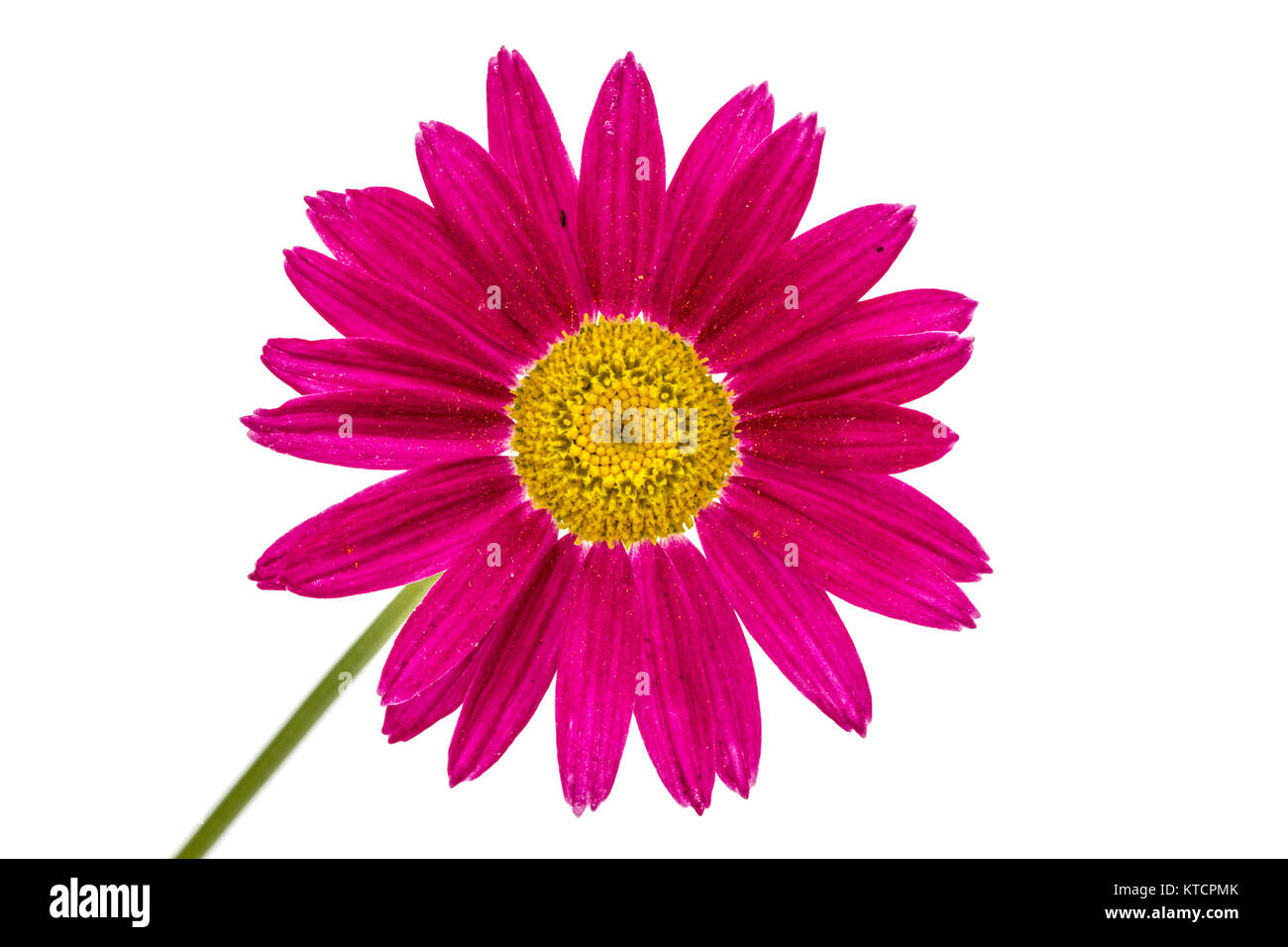 Flower of pyrethrum, isolated on white background Stock Photo - Alamy