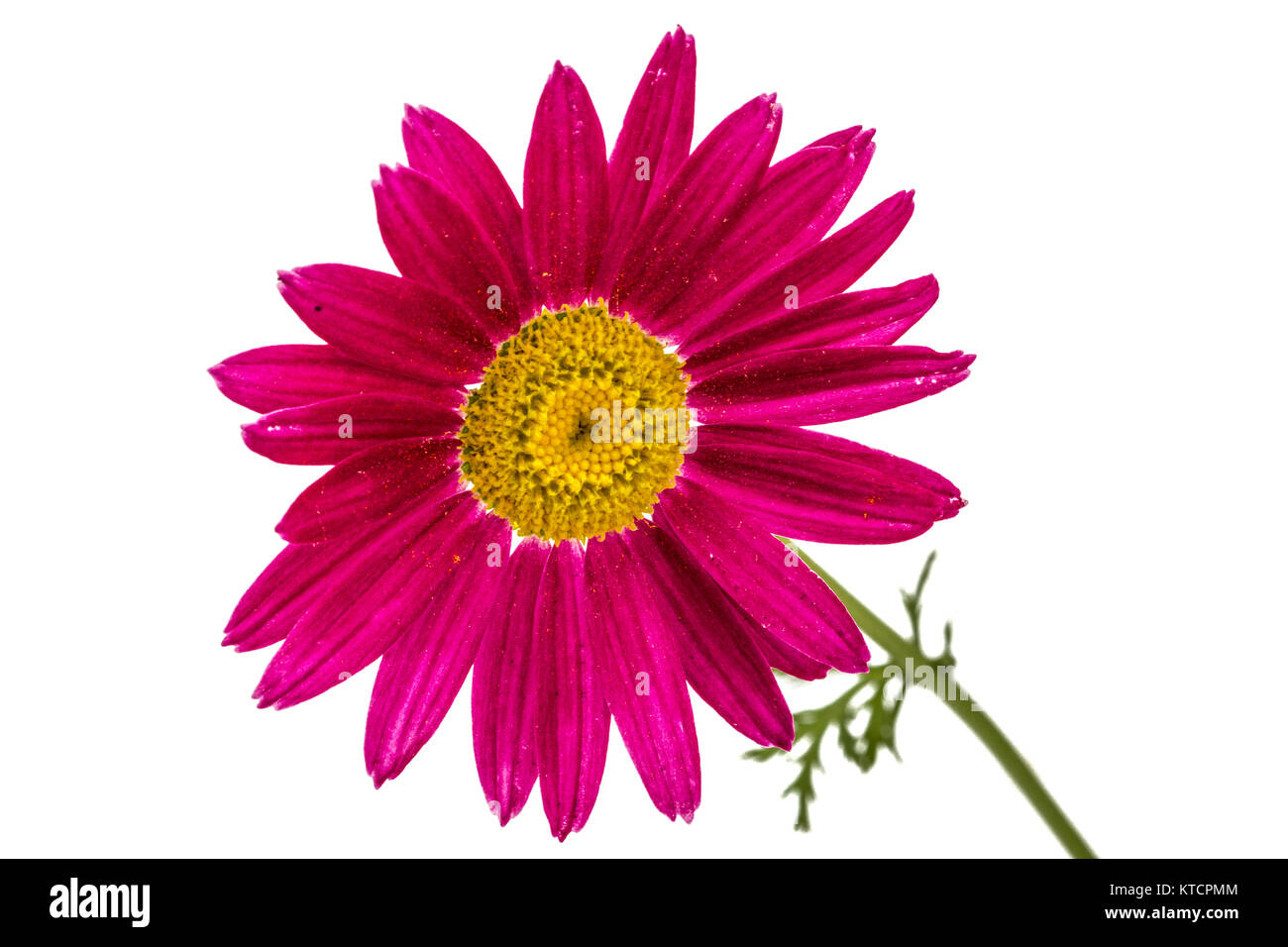 Flower of pyrethrum, isolated on white background Stock Photo - Alamy