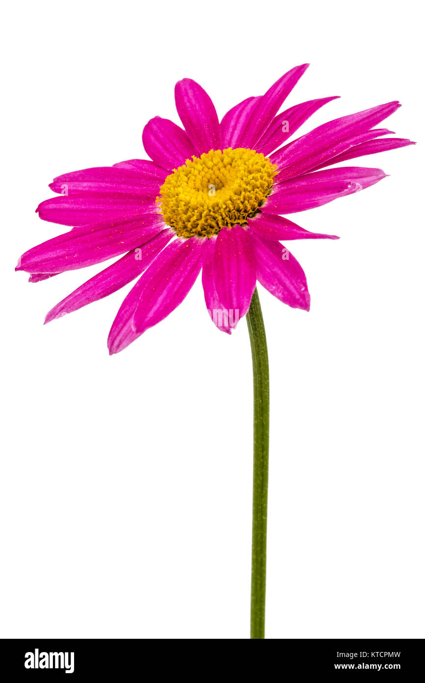 Flower of pyrethrum, isolated on white background Stock Photo - Alamy