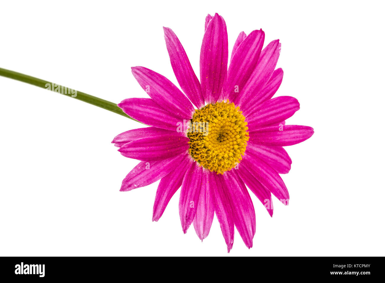 Flower of pyrethrum, isolated on white background Stock Photo - Alamy
