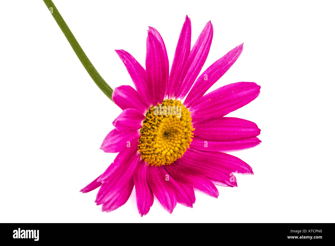 Flower of pyrethrum, isolated on white background Stock Photo - Alamy