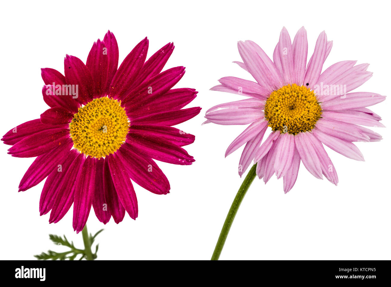 Flowers of pyrethrum, isolated on white background Stock Photo - Alamy
