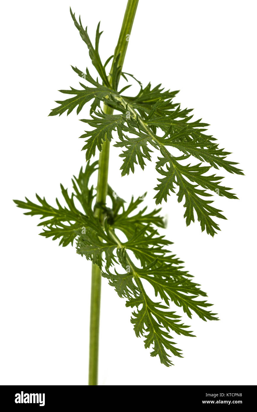 Leaf and stem of the pyrethrum flower, isolated on white background ...