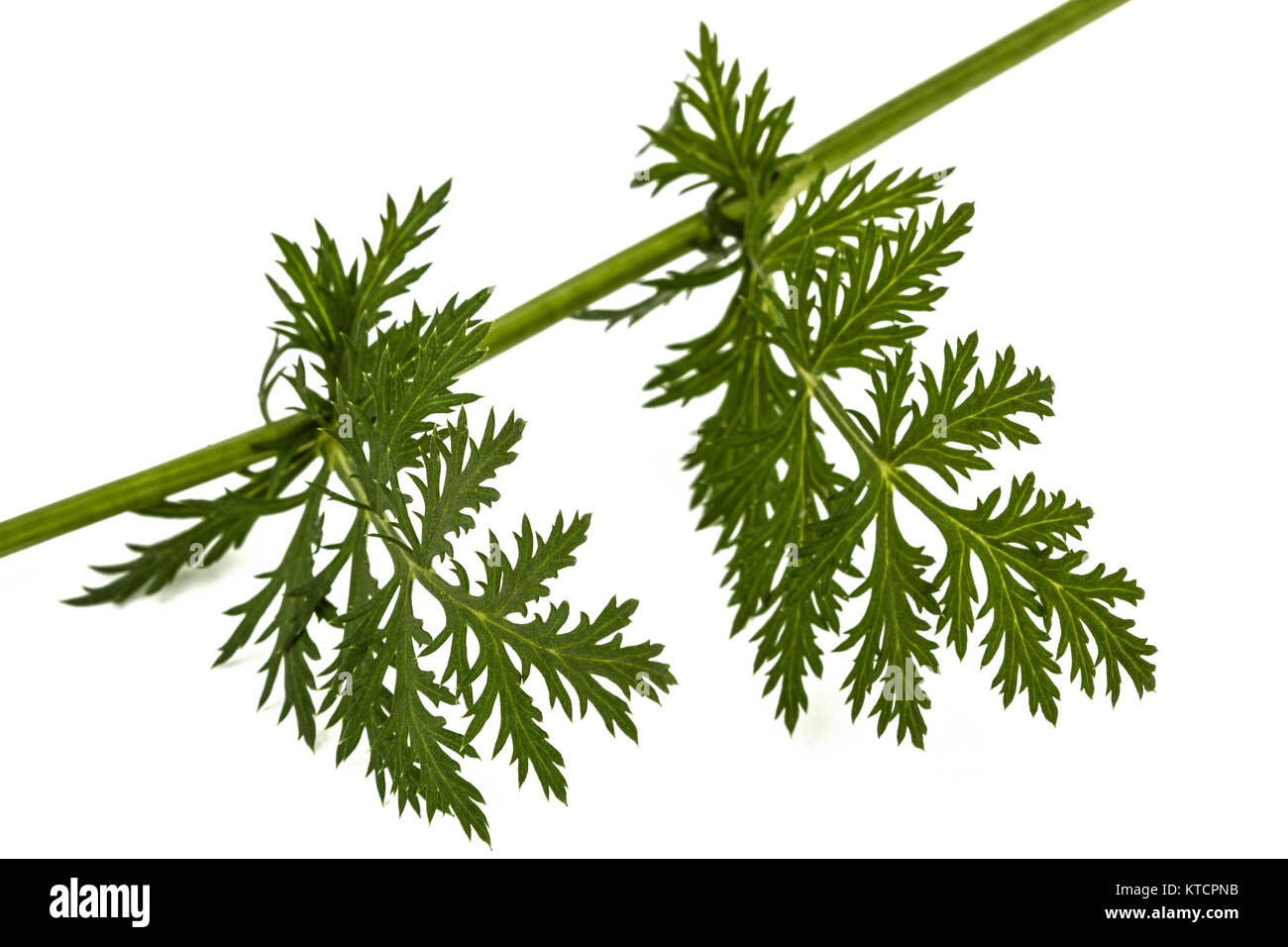 Leaf and stem of the pyrethrum flower, isolated on white background ...