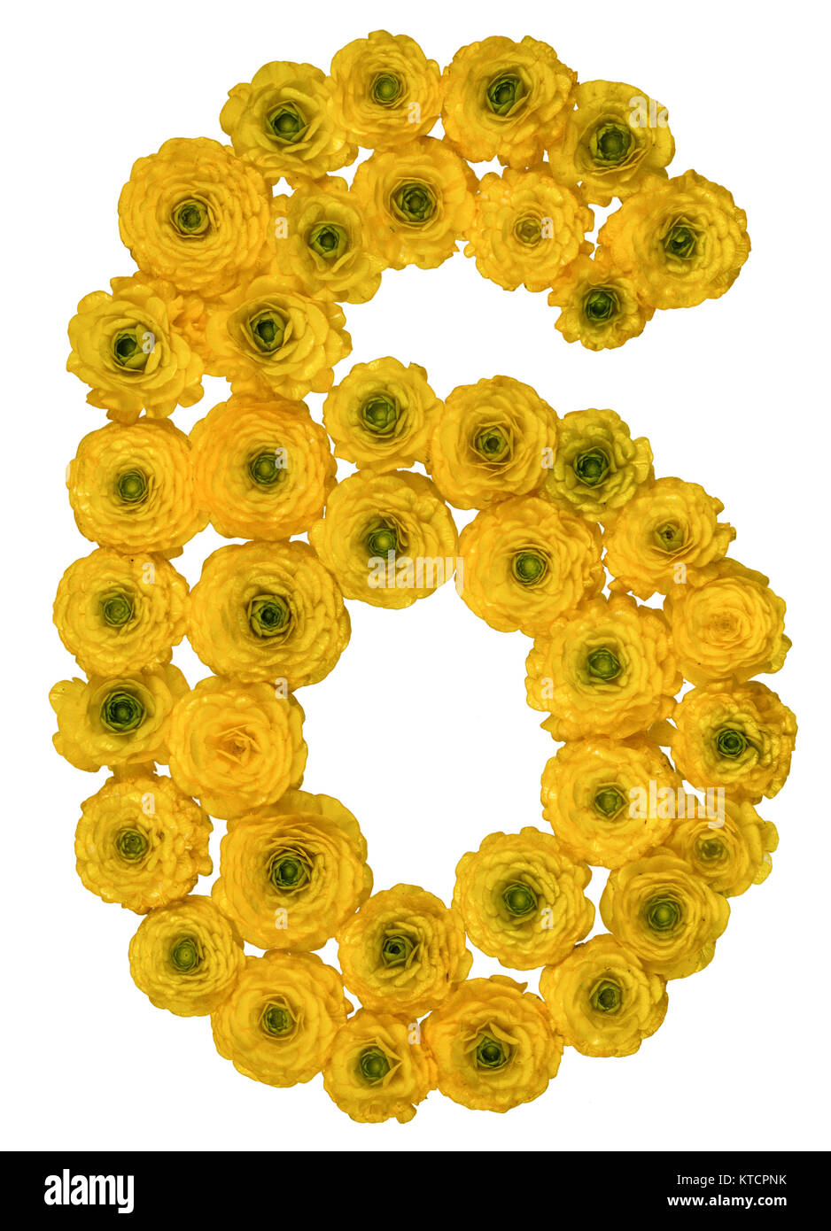 Arabic numeral 6, six, from yellow flowers of buttercup, isolated on ...