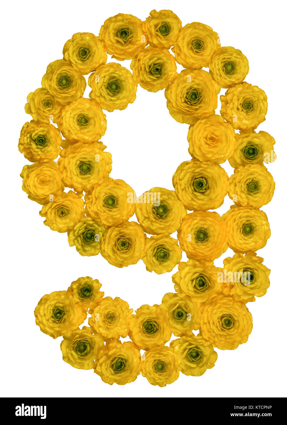 Arabic numeral 9, nine, from yellow flowers of buttercup, isolated on ...