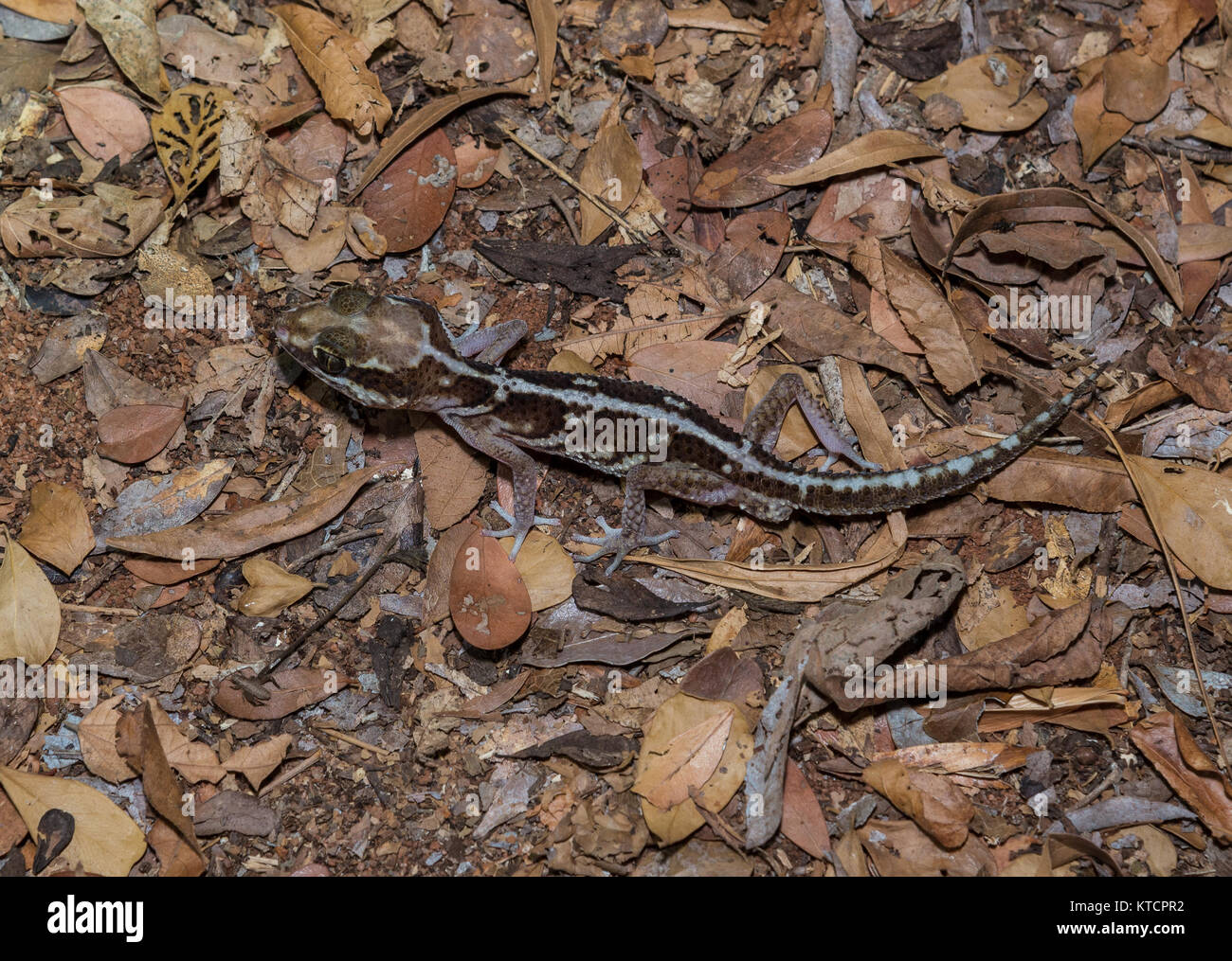 A Madagascar Ground Gecko (Paroedura picta) on forest floor. Madagascar ...
