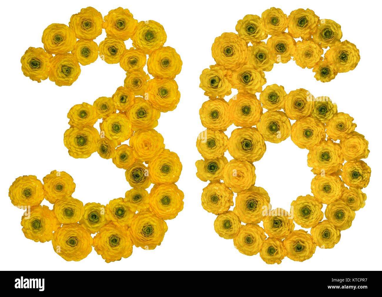 Arabic numeral 36, thirty six, from yellow flowers of buttercup ...