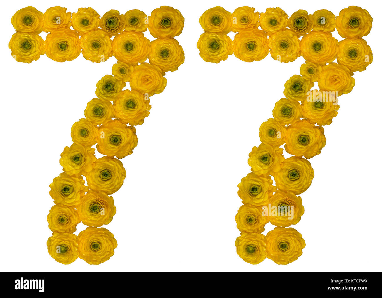 Arabic numeral 77, seventy seven, from yellow flowers of buttercup ...