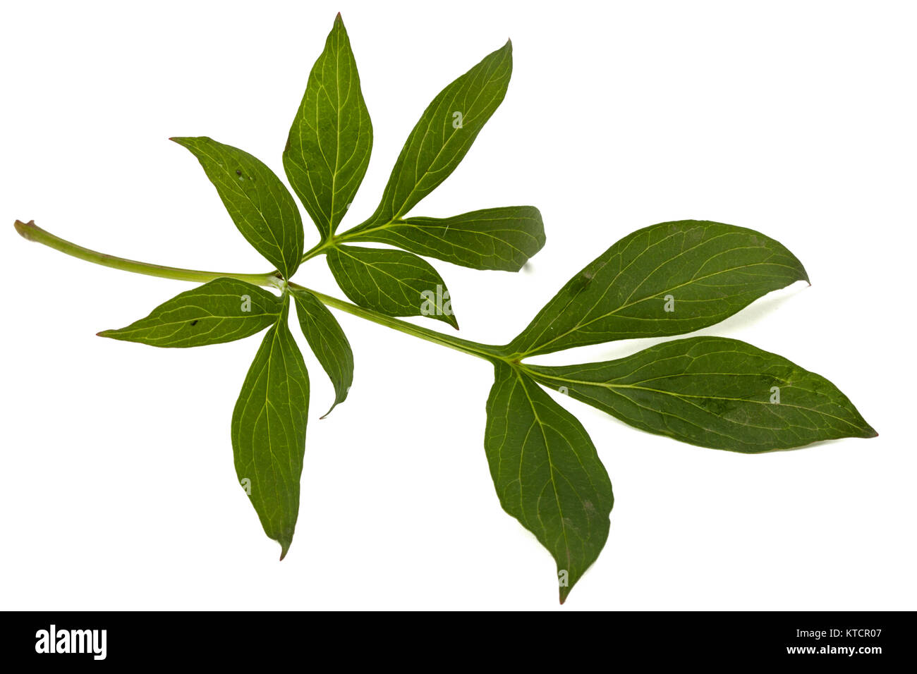 Leaf of peony flower, lat. Paeonia, isolated on white background Stock ...