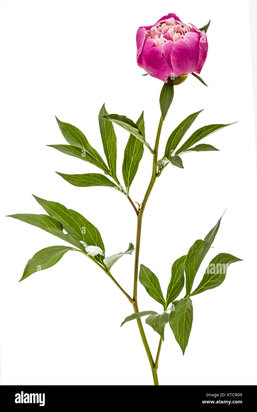 Rose flower of peony, lat. Paeonia, isolated on white background Stock ...