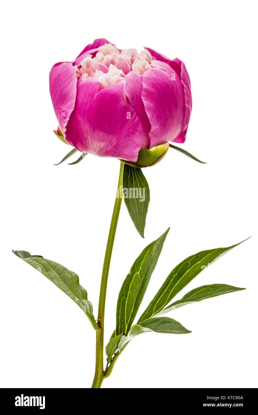 Rose flower of peony, lat. Paeonia, isolated on white background Stock ...