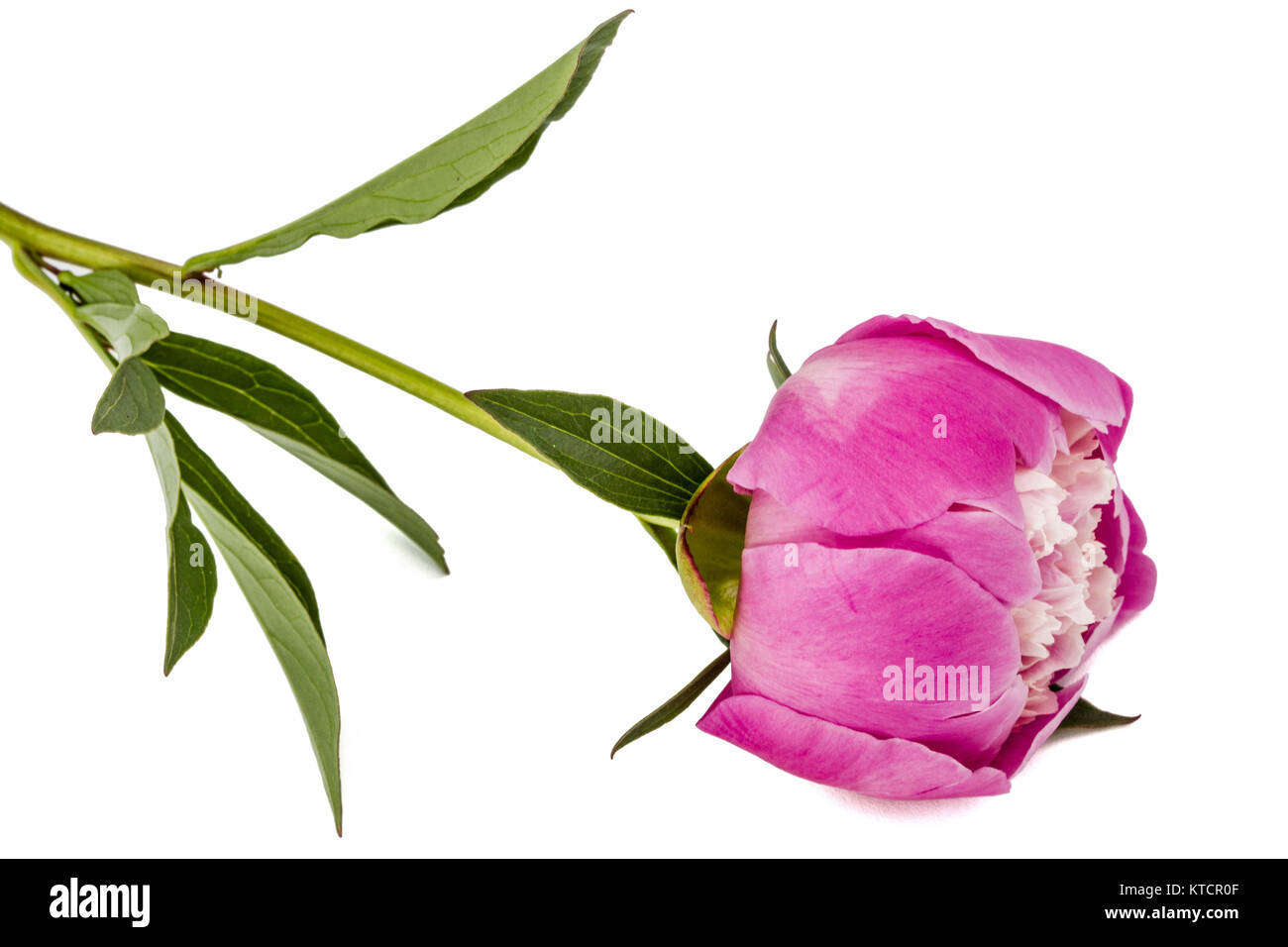 Rose flower of peony, lat. Paeonia, isolated on white background Stock ...