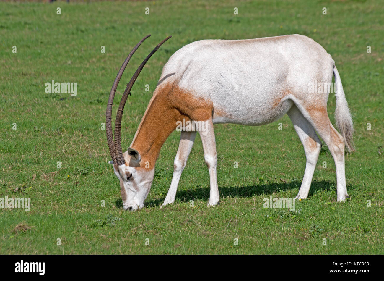 Scimitar horned oryx horns hi-res stock photography and images - Alamy