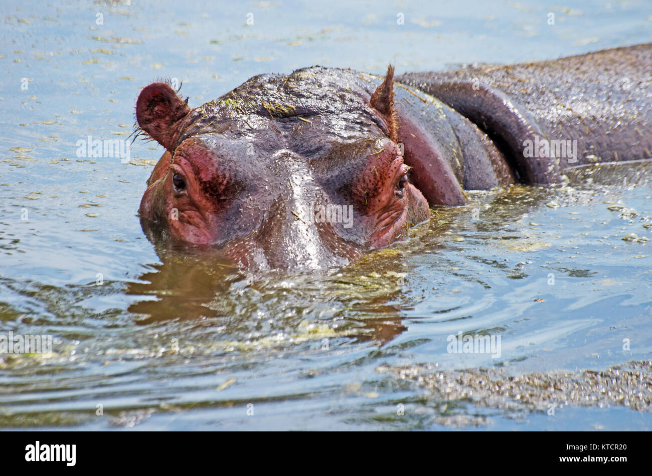 COMMON HIPPOPOTAMUS, Hippopotamus Amphibius, Africa, Captive Stock ...