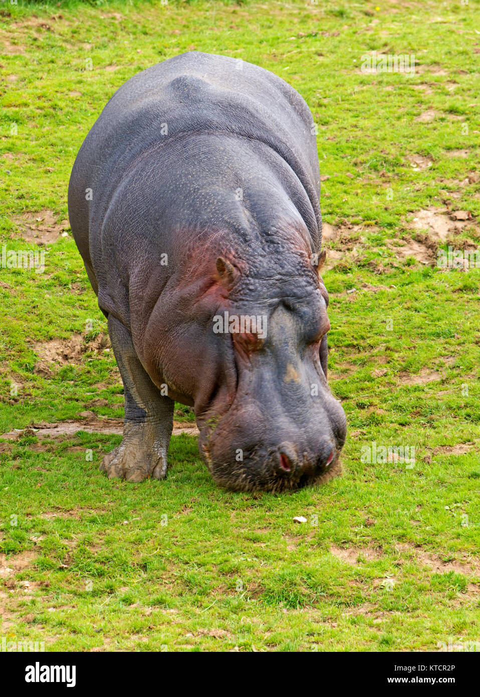 COMMON HIPPOPOTAMUS, Hippopotamus Amphibius, Africa, Captive Stock ...