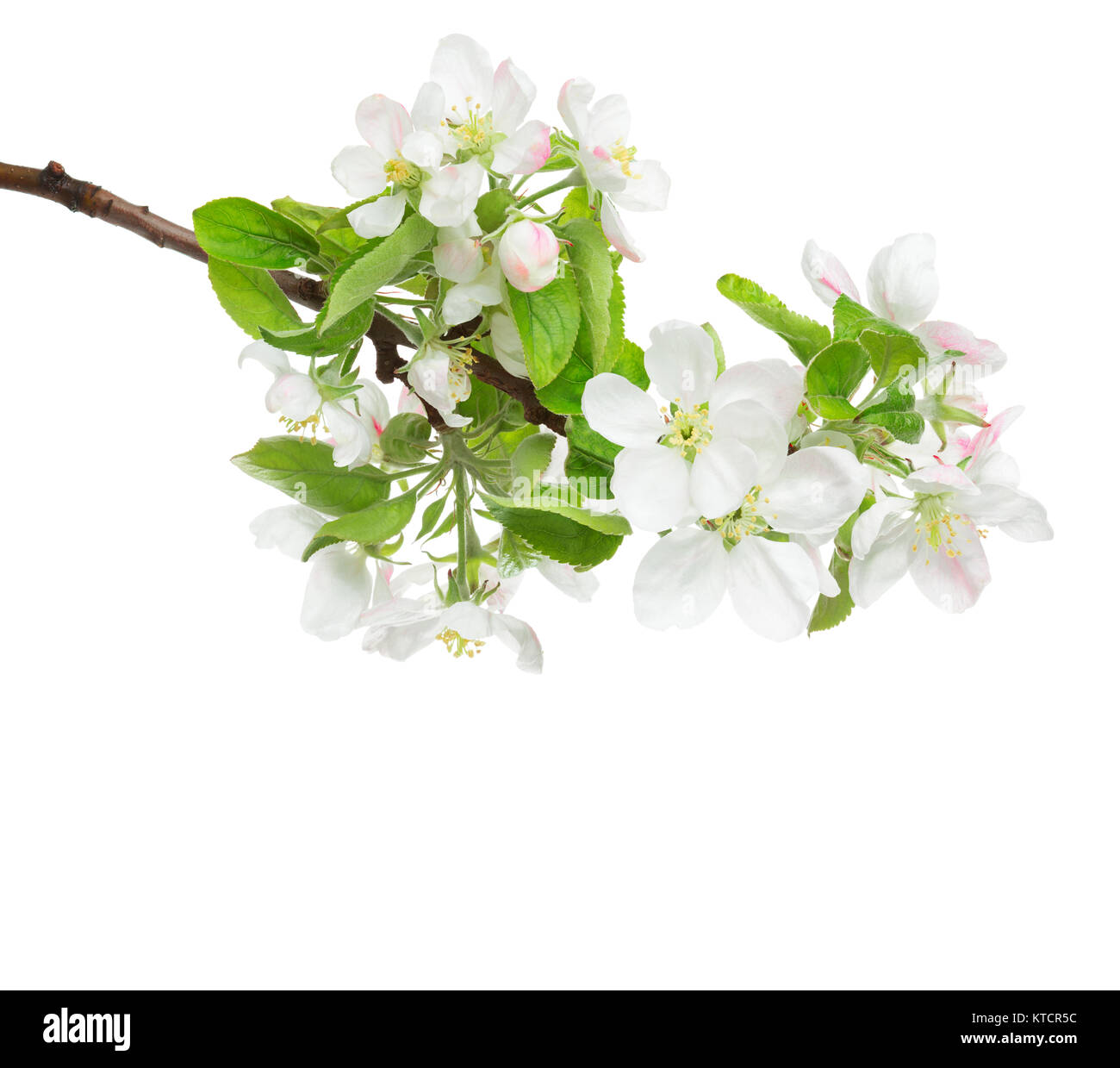 Blossoming apple tree branch isolated on white background Stock Photo ...