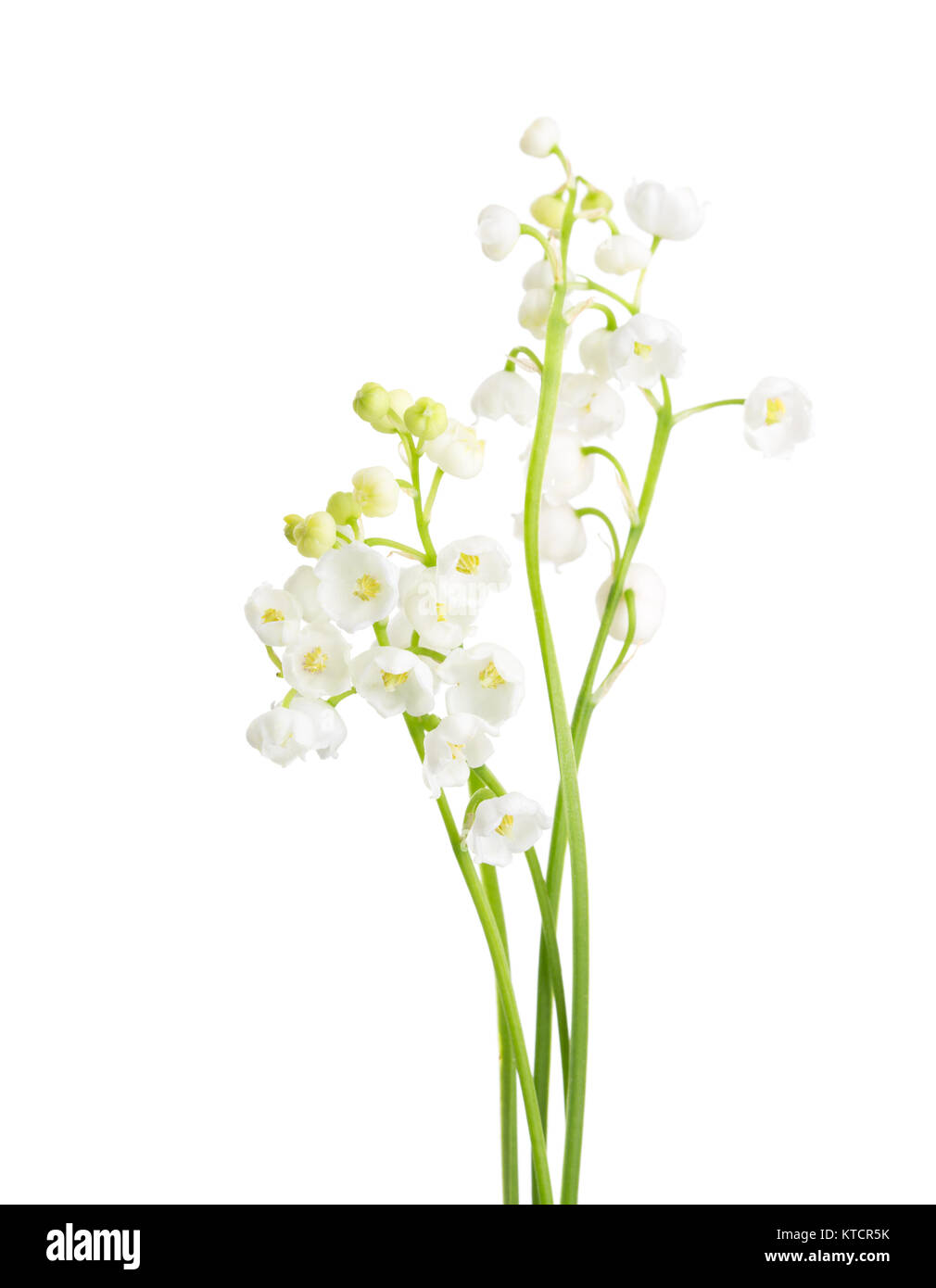 Few sprigs of Lily of the Valley isolated on white background Stock ...