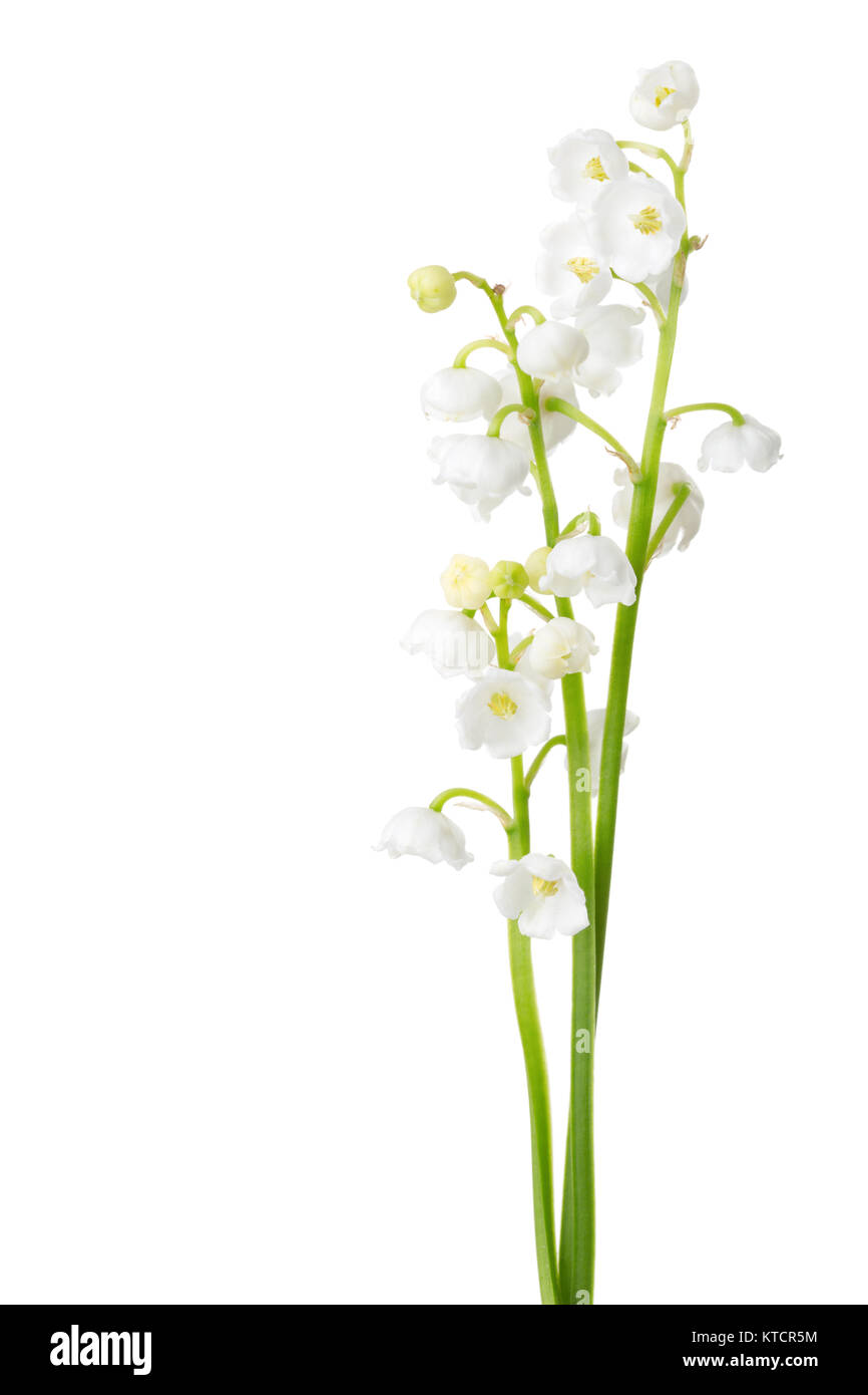 Three sprigs of Lily of the Valley isolated on white background Stock ...