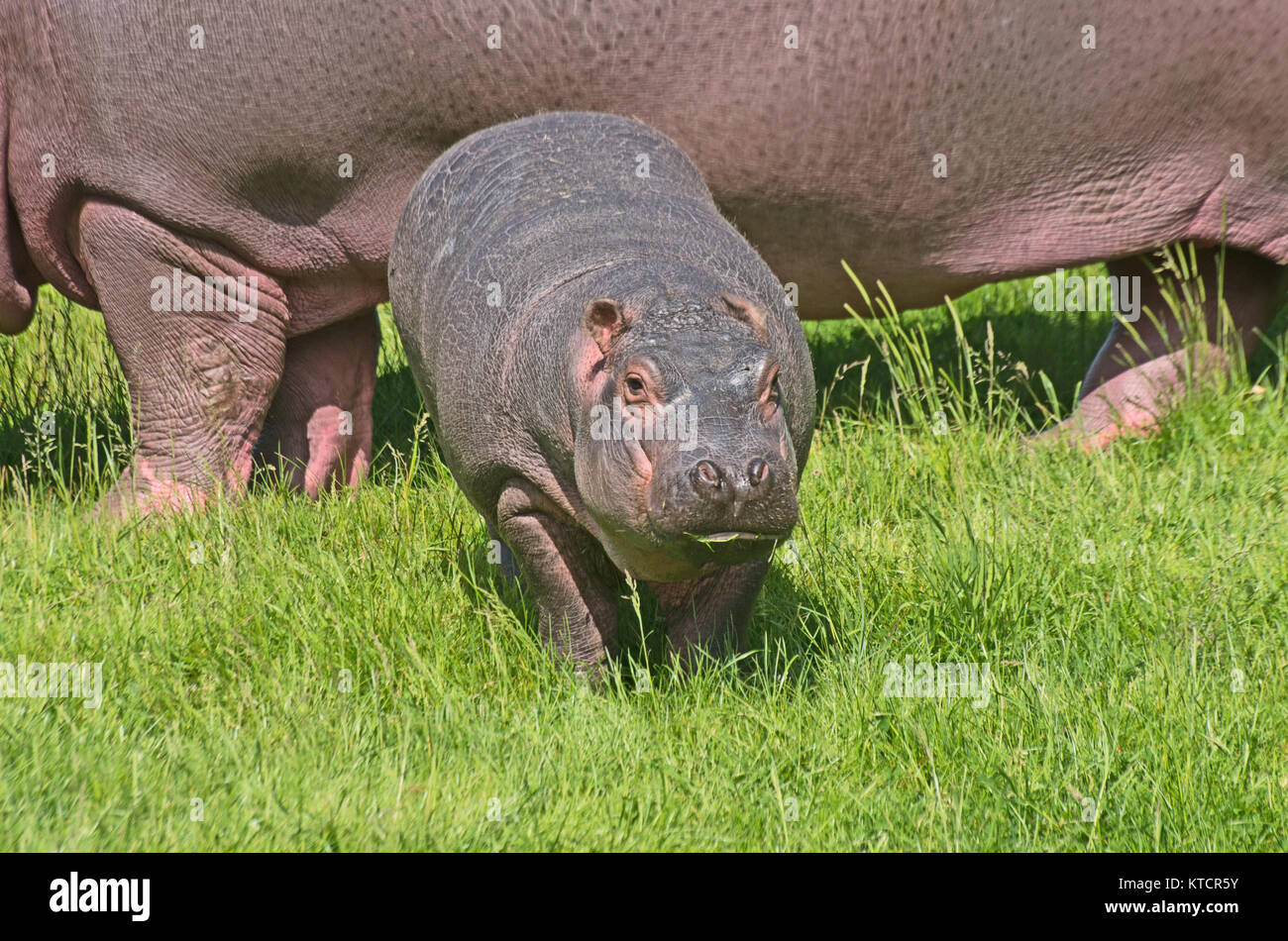 COMMON HIPPOPOTAMUS CARF, Hippopotamus Amphibius, Africa, Hippo ...