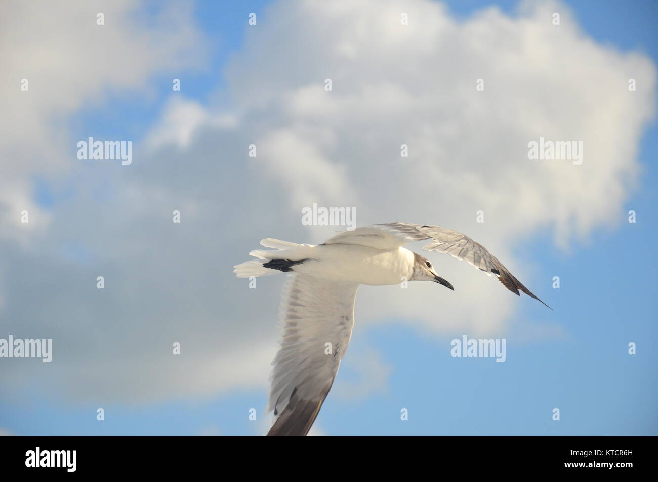 Flying seagull above the Disney Dream cruise liner in the Bahamas Stock ...