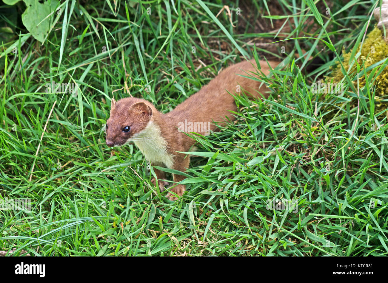 STOAT, Mustela Erminea, Captive Stock Photo - Alamy