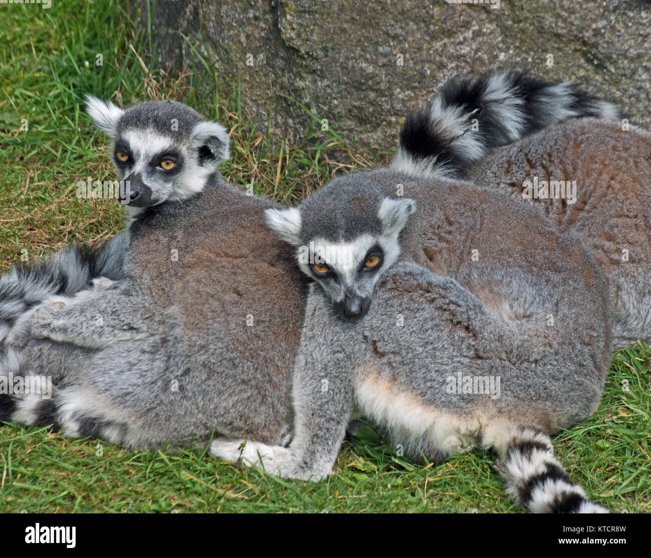 Lumur hi-res stock photography and images - Alamy