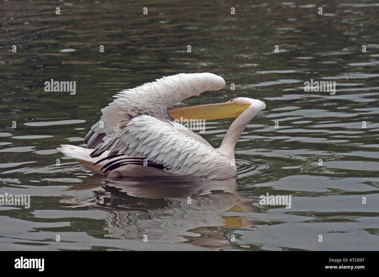 Pelecanus onecrotalus hi-res stock photography and images - Alamy