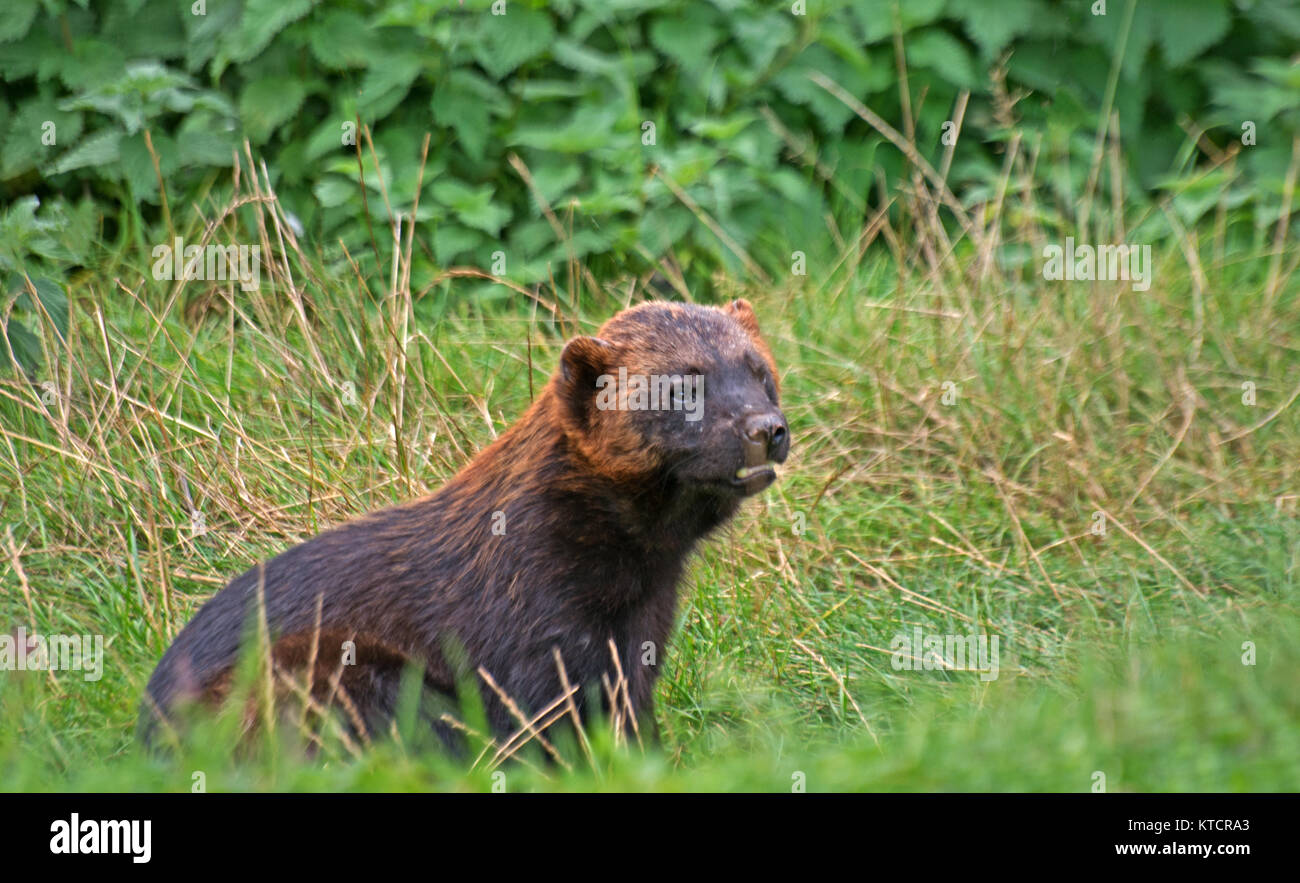 WOLVERINE, Gulo Gulo, Europe, Asia, America, Captive Stock Photo - Alamy