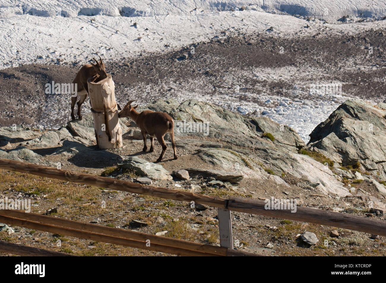Chamois drinking in a high mountain glacier fountain. Zermatt Chamonix ...