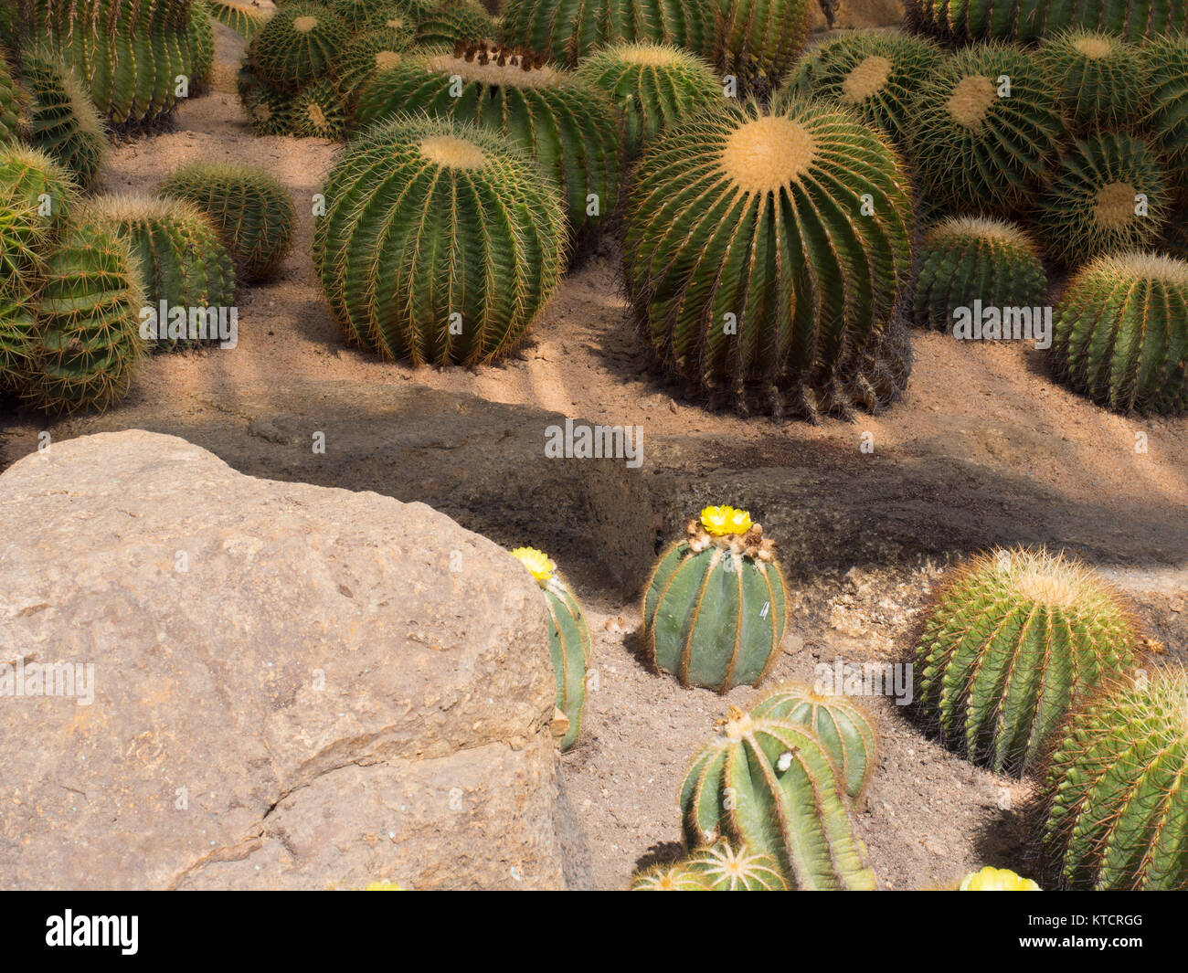 Round cactus plants hi-res stock photography and images - Alamy