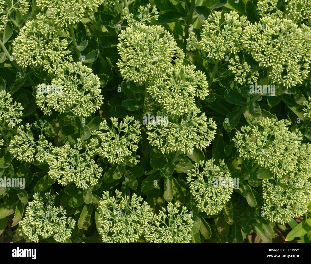 Close-up of many formed green inflorescences of showy stonecrop plant ...