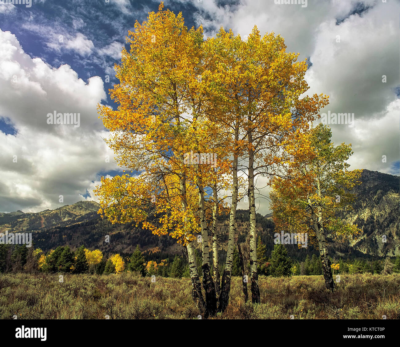 Stand of Aspen in yellow autumn foliage in the landscape along the ...
