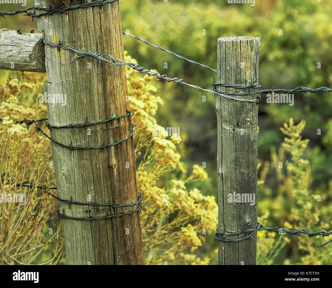 Fencepost wildflowers and barbed wire abstract of agricultural land ...