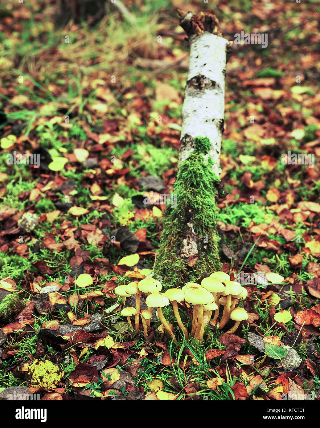 Birch tree stump with fungus surrounding the base in Kent woodland ...
