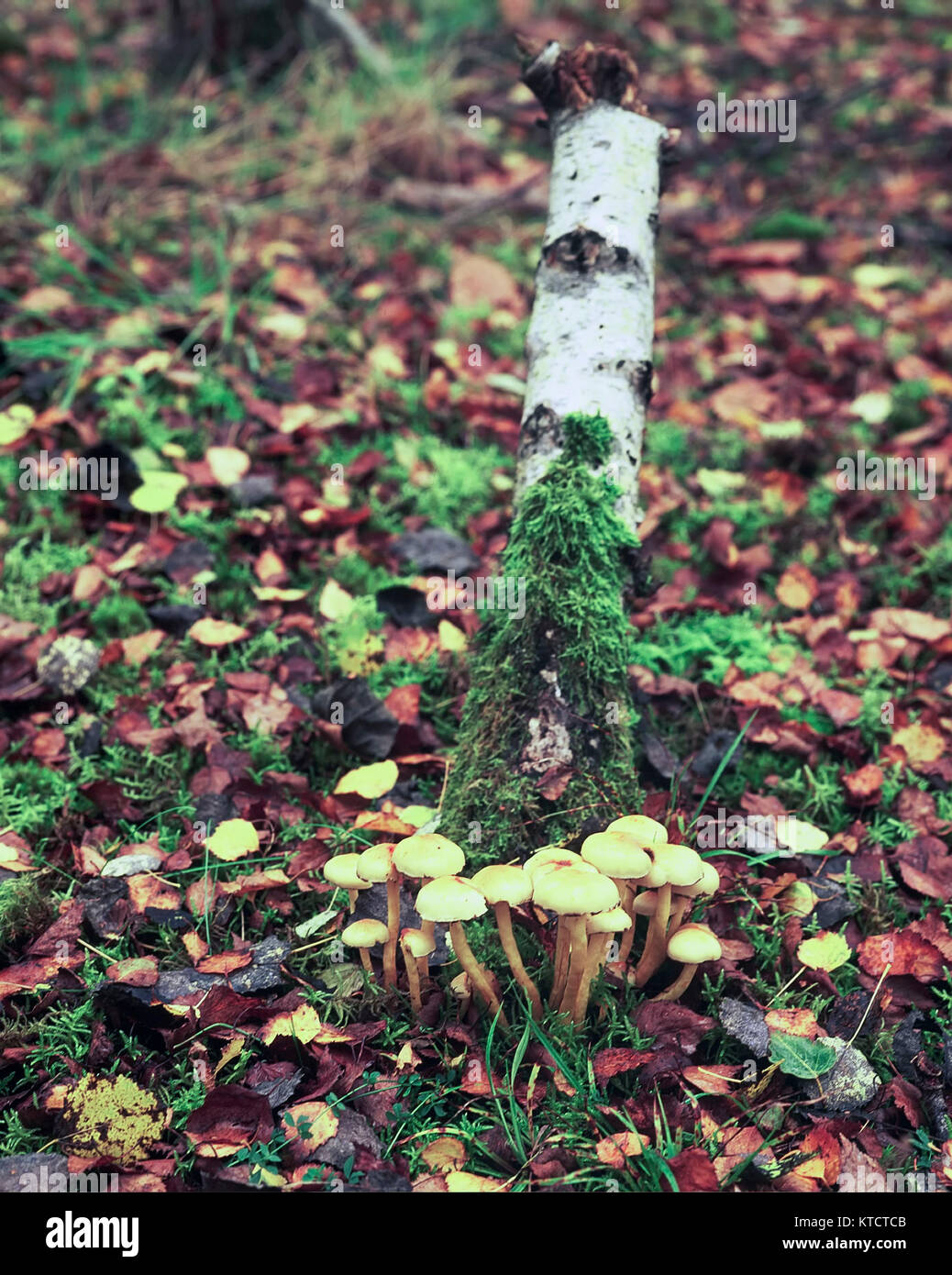 Birch tree stump with fungus surrounding the base in Kent woodland ...