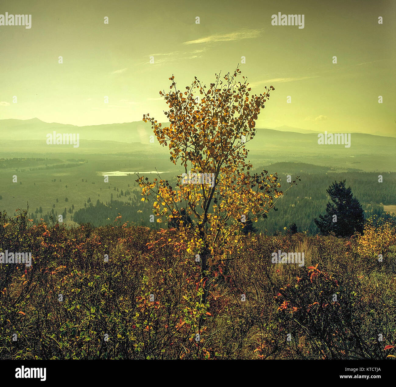Lone tree in the mist, Grand Teton national park, Wyoming, United ...
