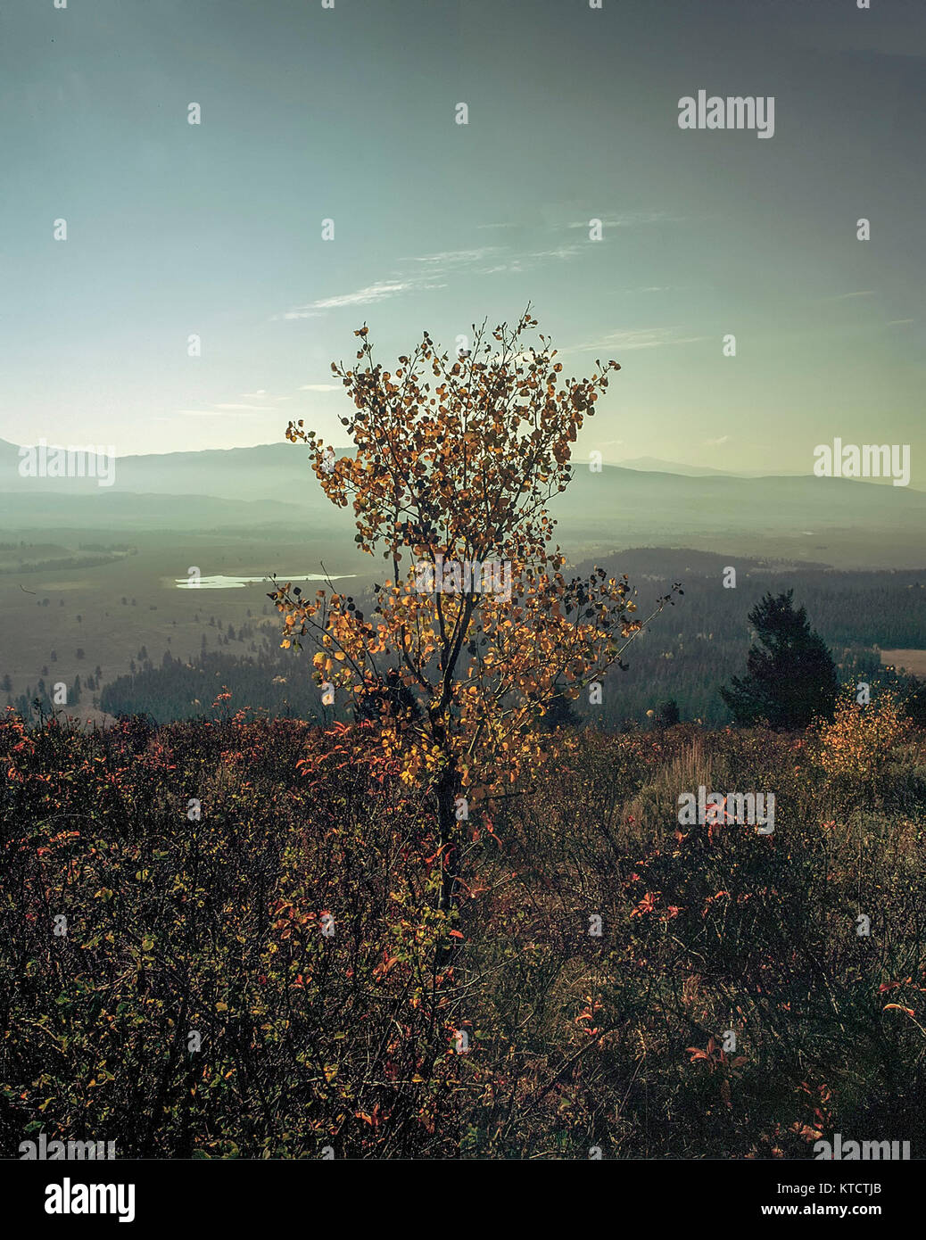 Lone tree in the mist, Grand Teton national park, Wyoming, United ...