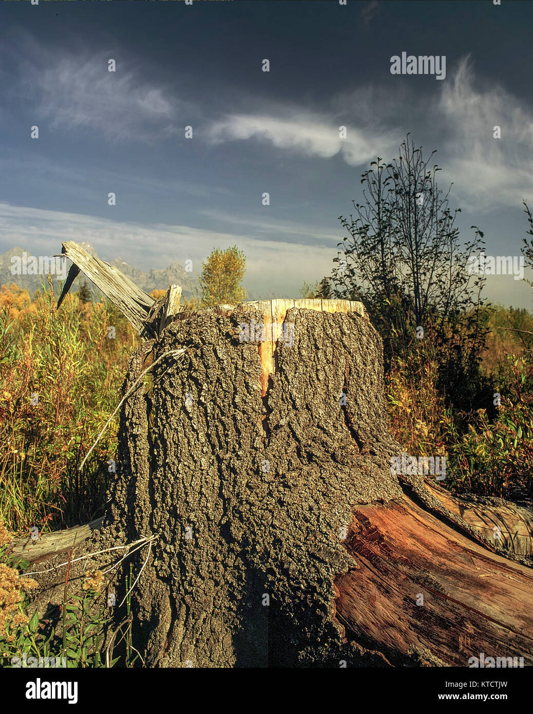 Cut tree-stump in the landscape of Grand Teton national park, Wyoming ...