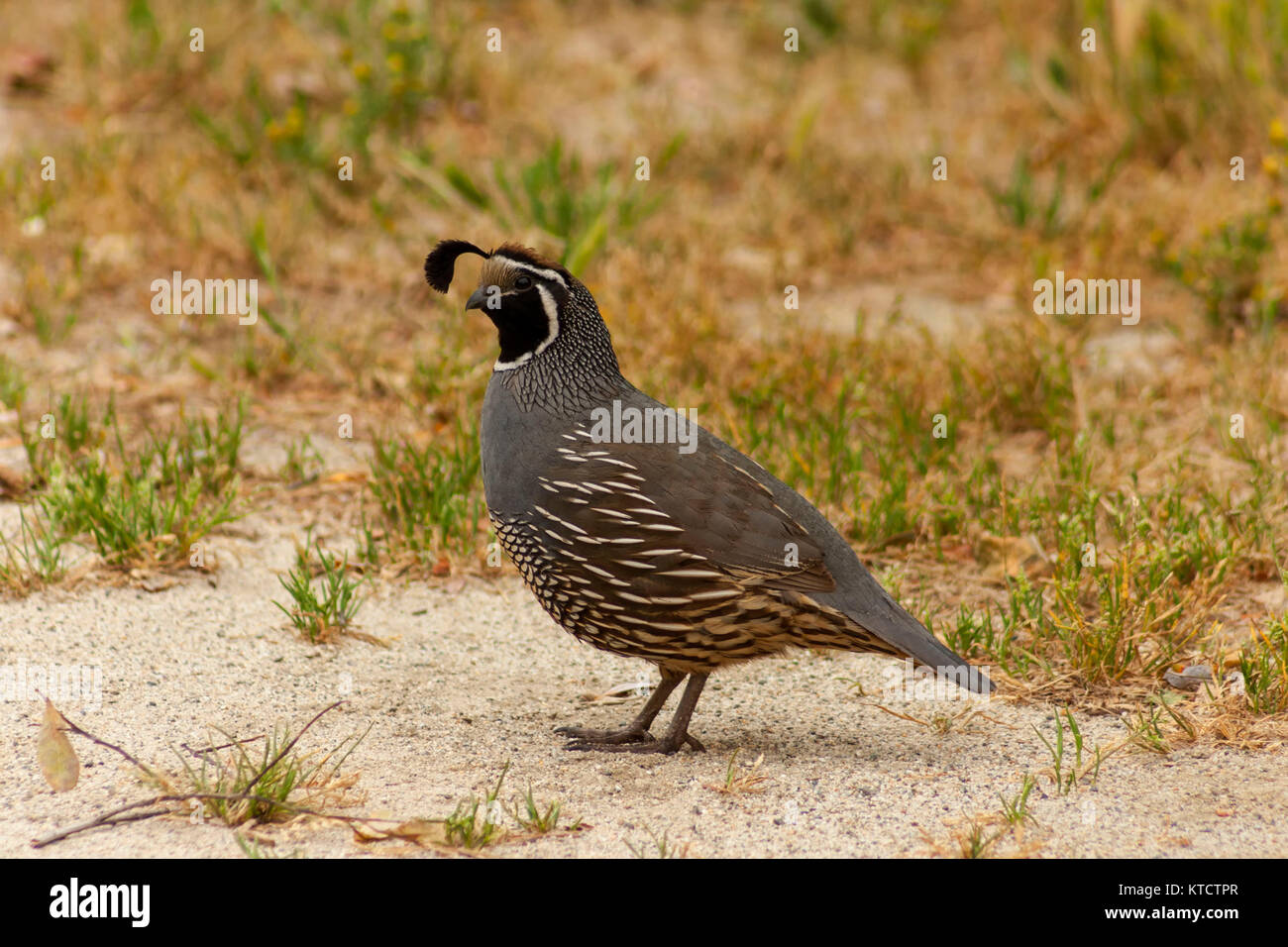 California quail portrait, California, USA Stock Photo - Alamy