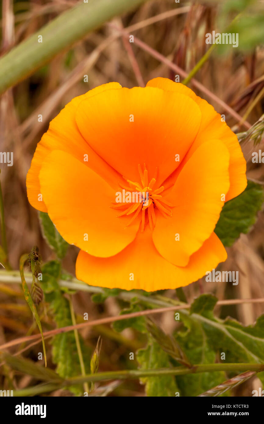 Lone California poppy bloom Stock Photo - Alamy