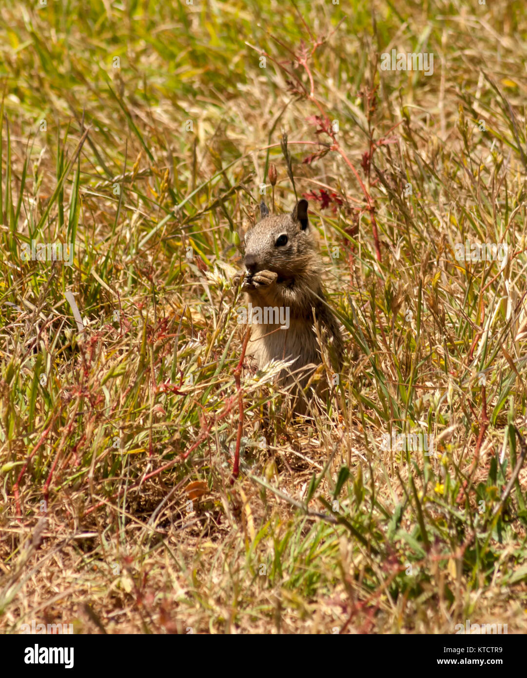 California ground squirrels in vegetation Stock Photo - Alamy