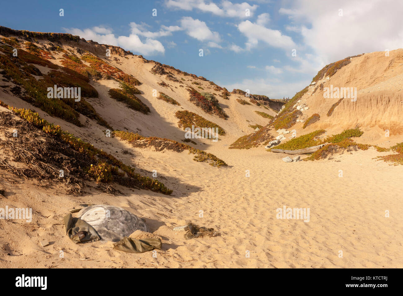 Fort Ord Dunes State Park, California, USA Stock Photo - Alamy
