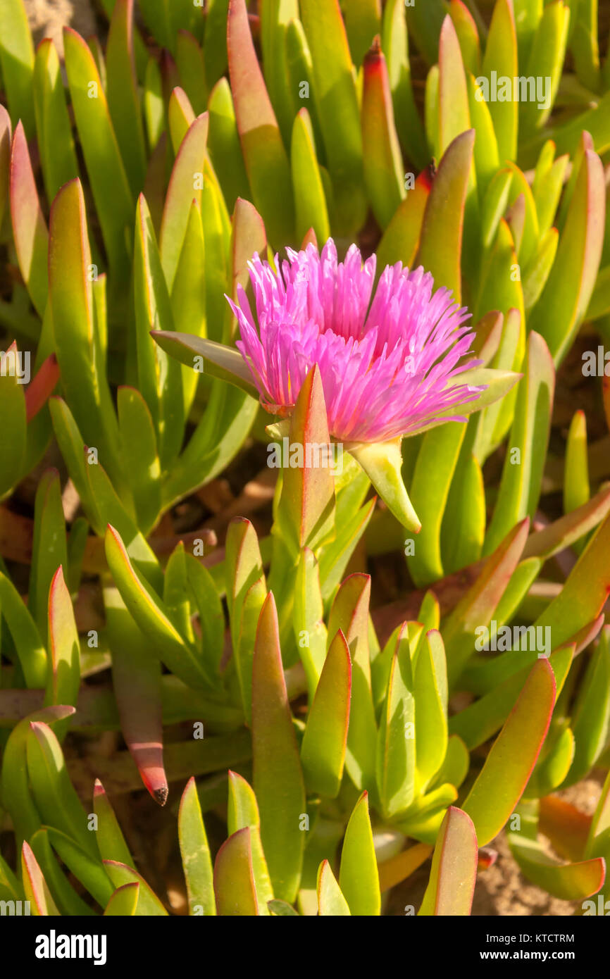ice plant, 'Hottentot fig' (Carpobrotus edulis) in bloom, California ...