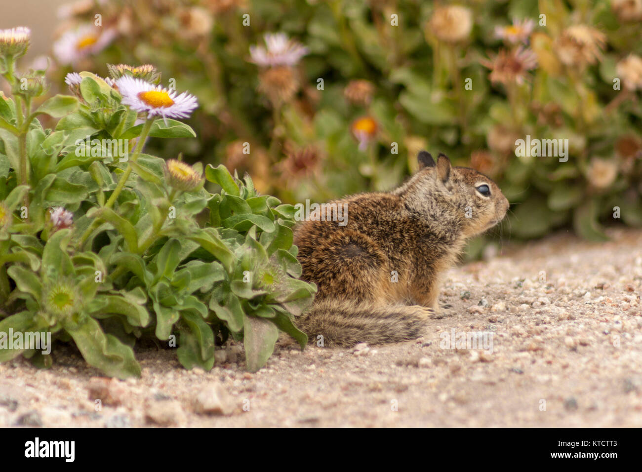 California ground squirrels in vegetation 17 mile scenic drive, pebble ...