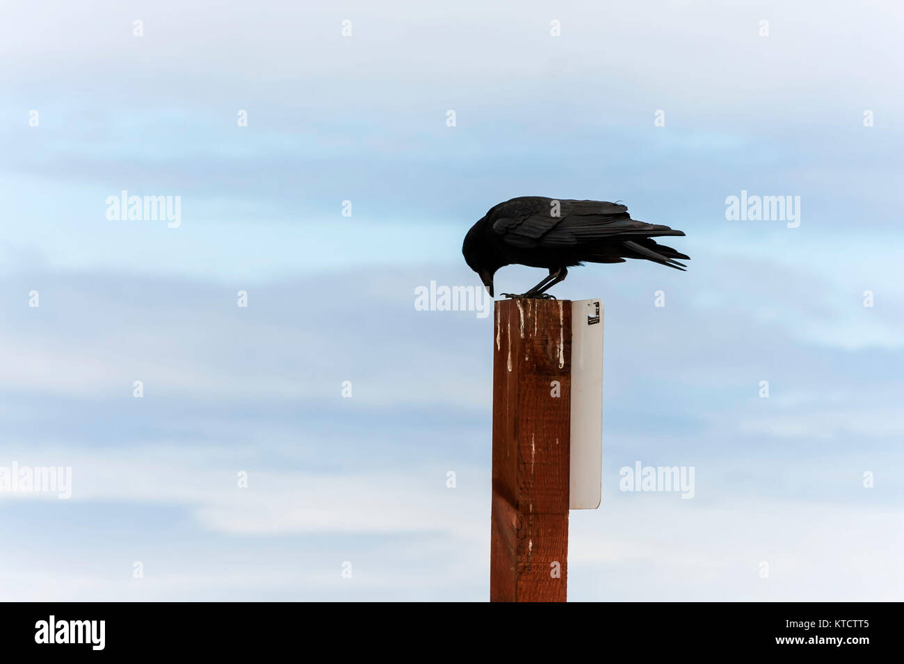 Black bird perched on signpost, 17-Mile Drive scenic road, Pebble Beach ...