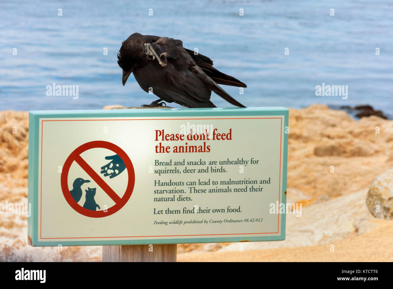 Black bird perched on signpost, 17-Mile Drive scenic road, Pebble Beach ...