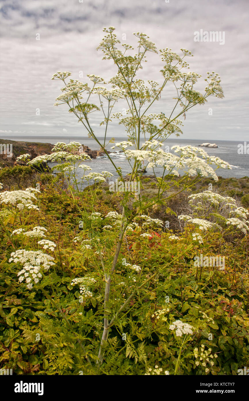 Hogweed rash hi-res stock photography and images - Alamy
