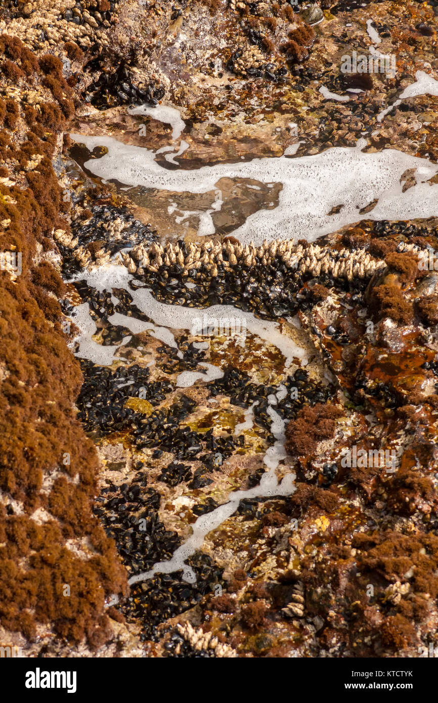 Gooseneck Barnacle (Pollicipes polymerus ) with receding white surf ...